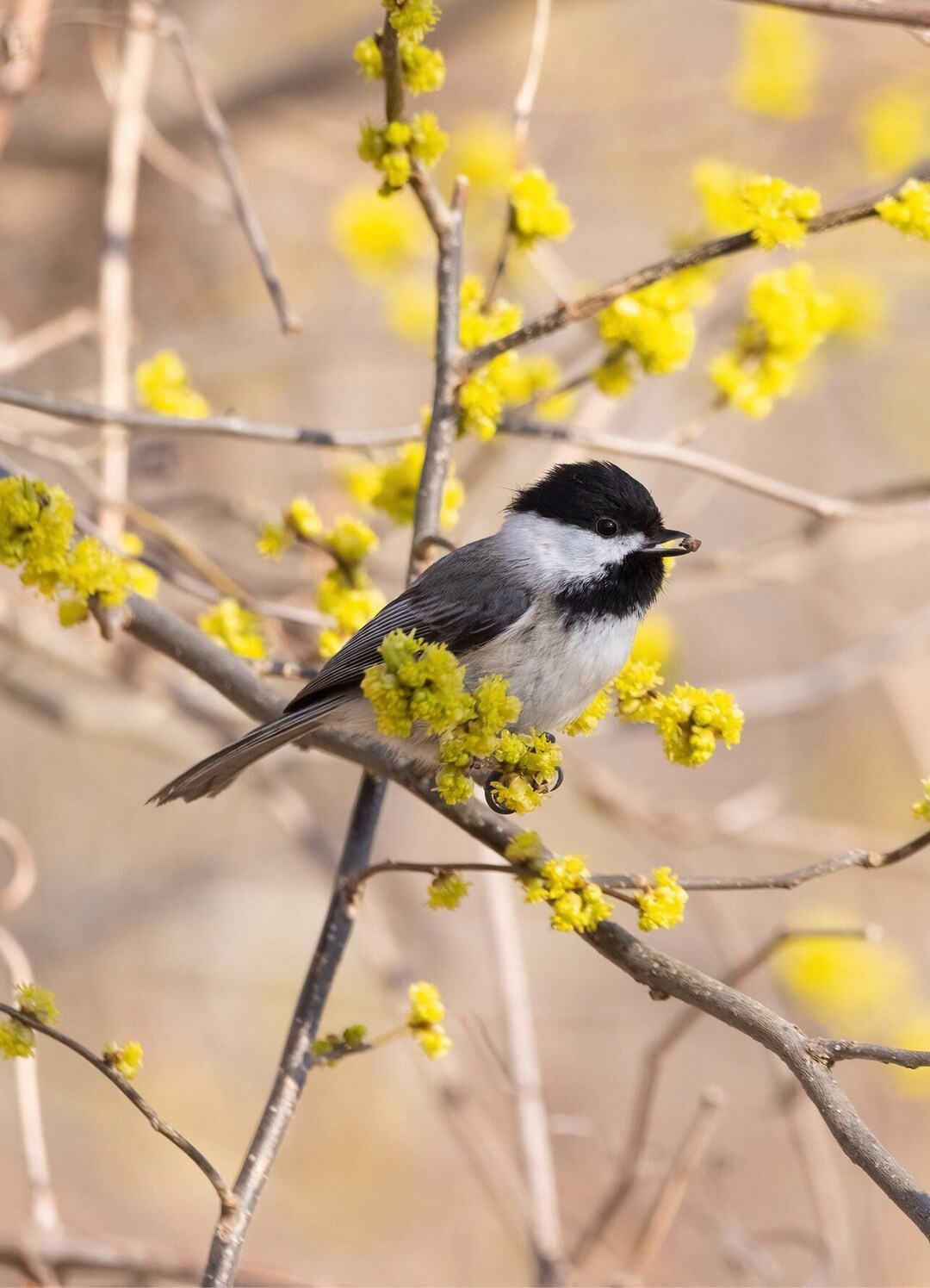 Chickadee Print - Bird Wall Art for Nature Decor and Birdwatching ...
