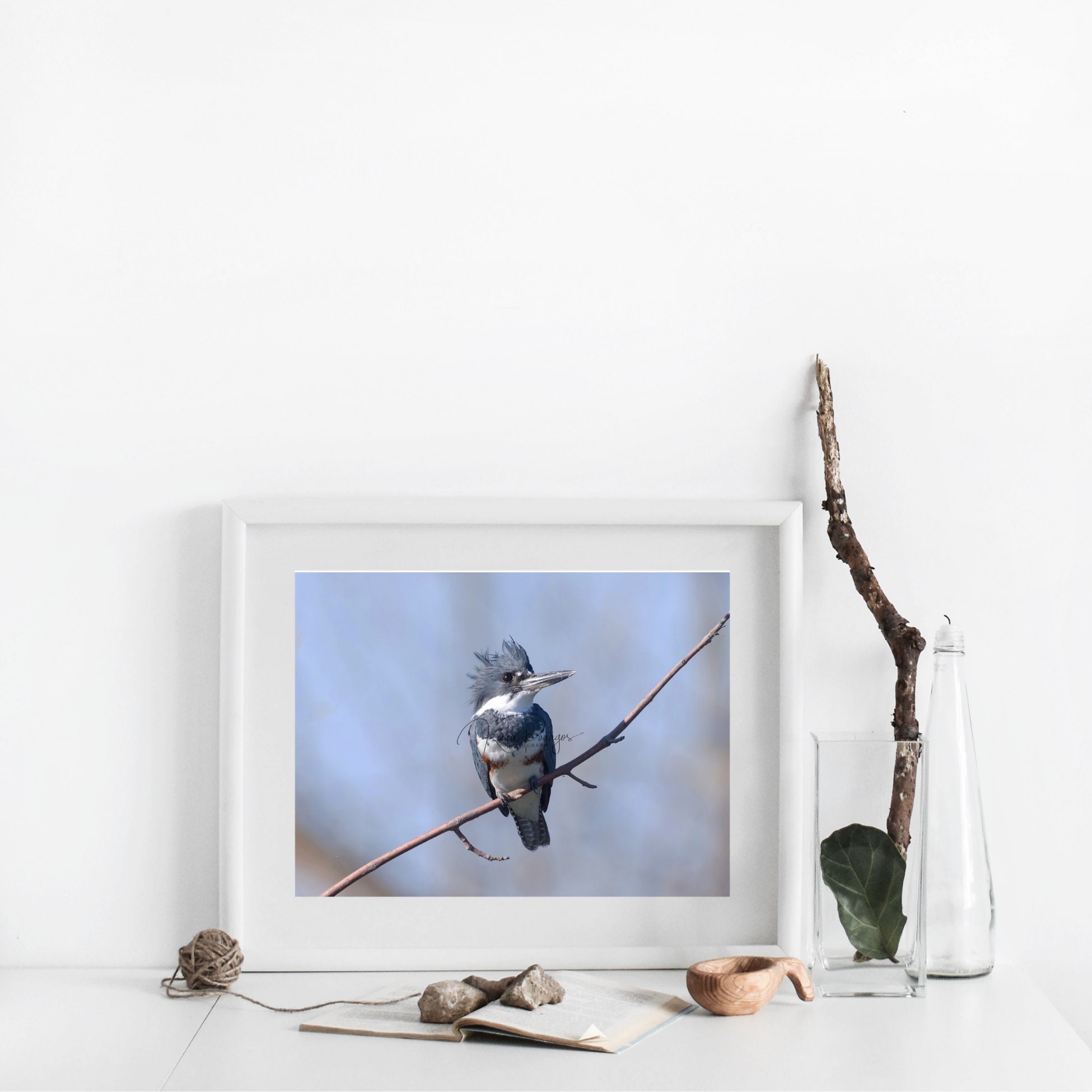 Belted Kingfisher Photo | Bird Photography Print | in Black and White ...