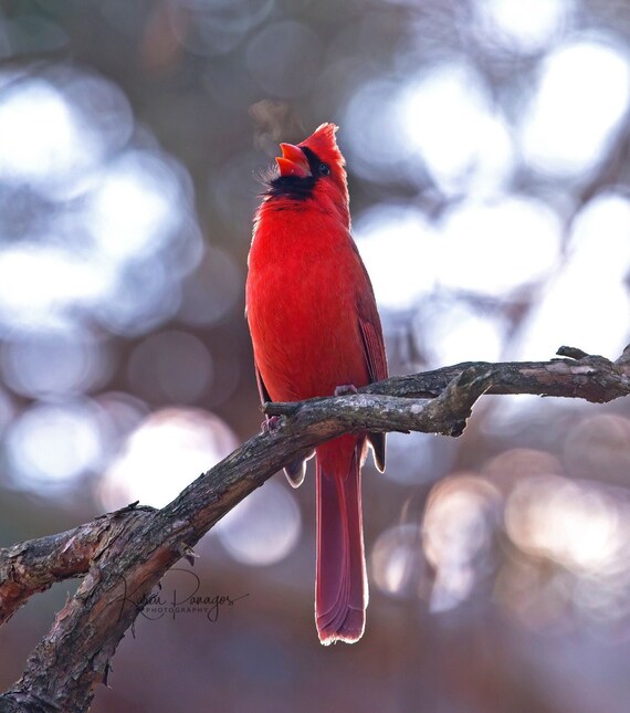 Cardinal Singing