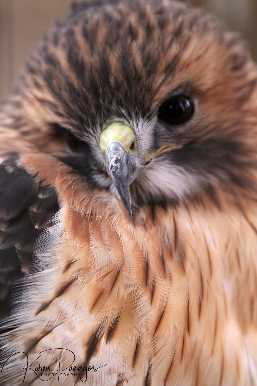 Red-tailed Hawk Photography Print, Bird of Prey Photo, Wildlife Prints ...
