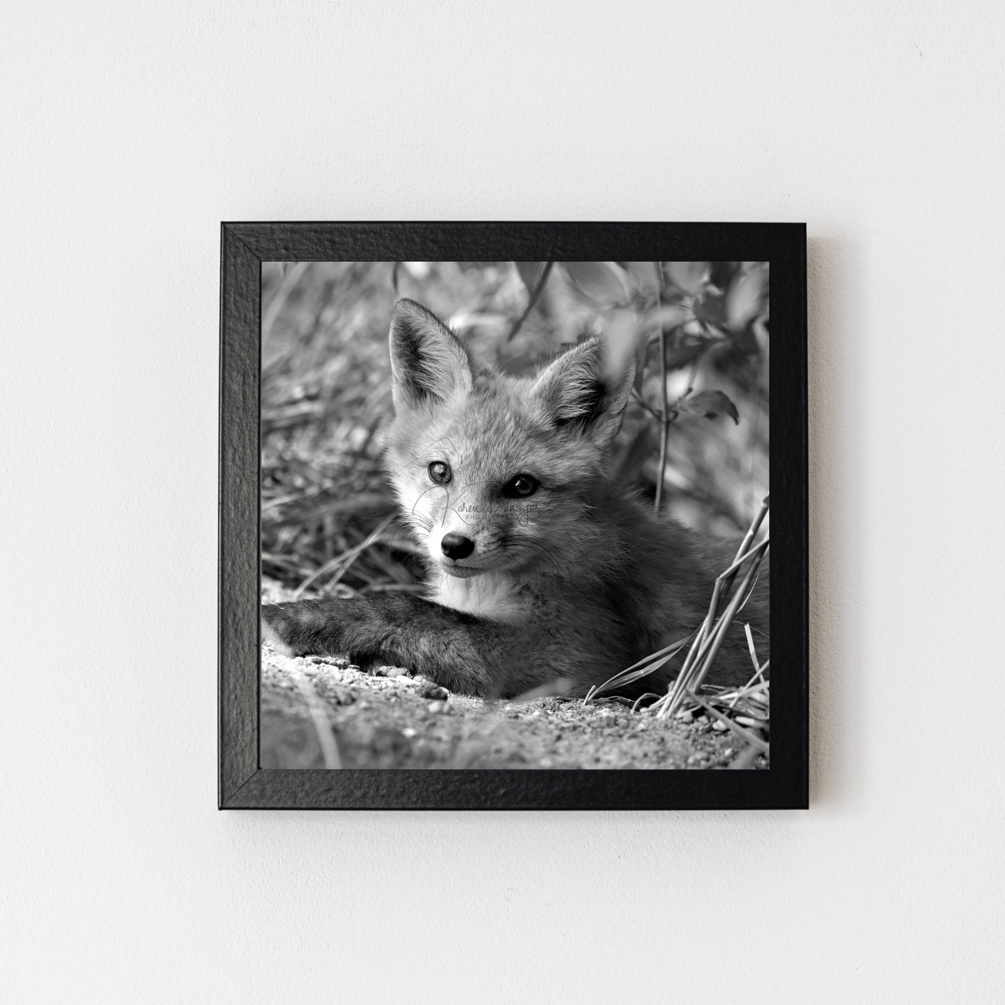 Red Fox Kit Photo | Fox Print Picture | Baby Animal Photo for Nursery ...