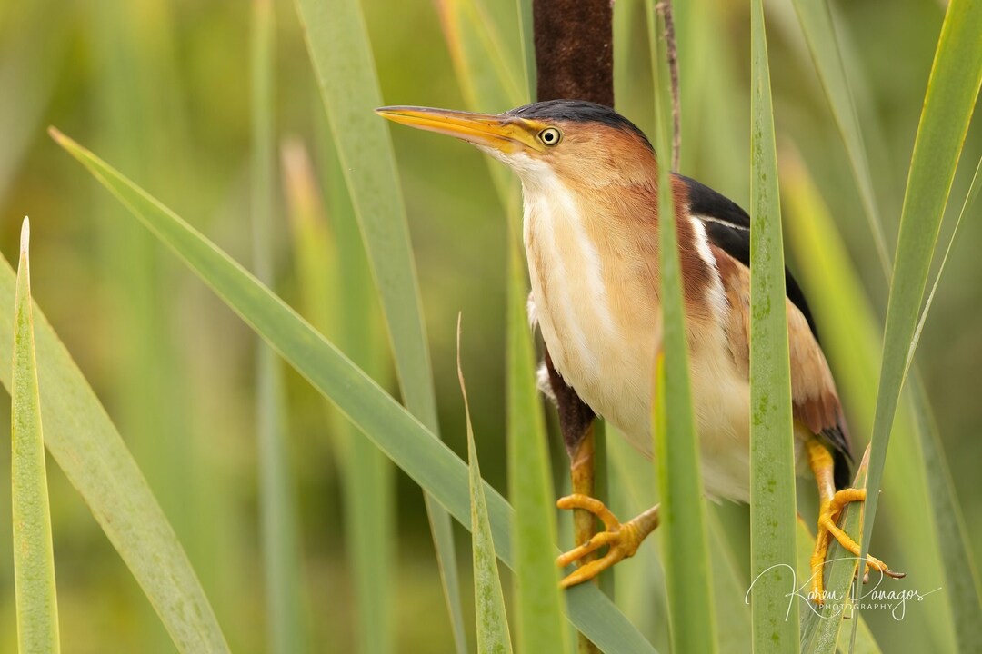 Least Bittern Photography Print | Marsh Bird Wall Art - Etsy
