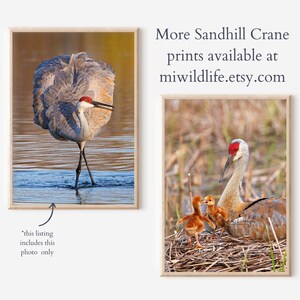 Sandhill Crane Photo | Bird Photography | Coastal Decor | Sand Hill ...
