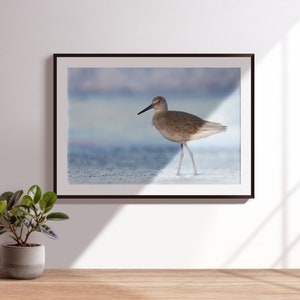 Beach Bird Photograph, Coastal Bird Photography, Shorebird Photo, Shore ...