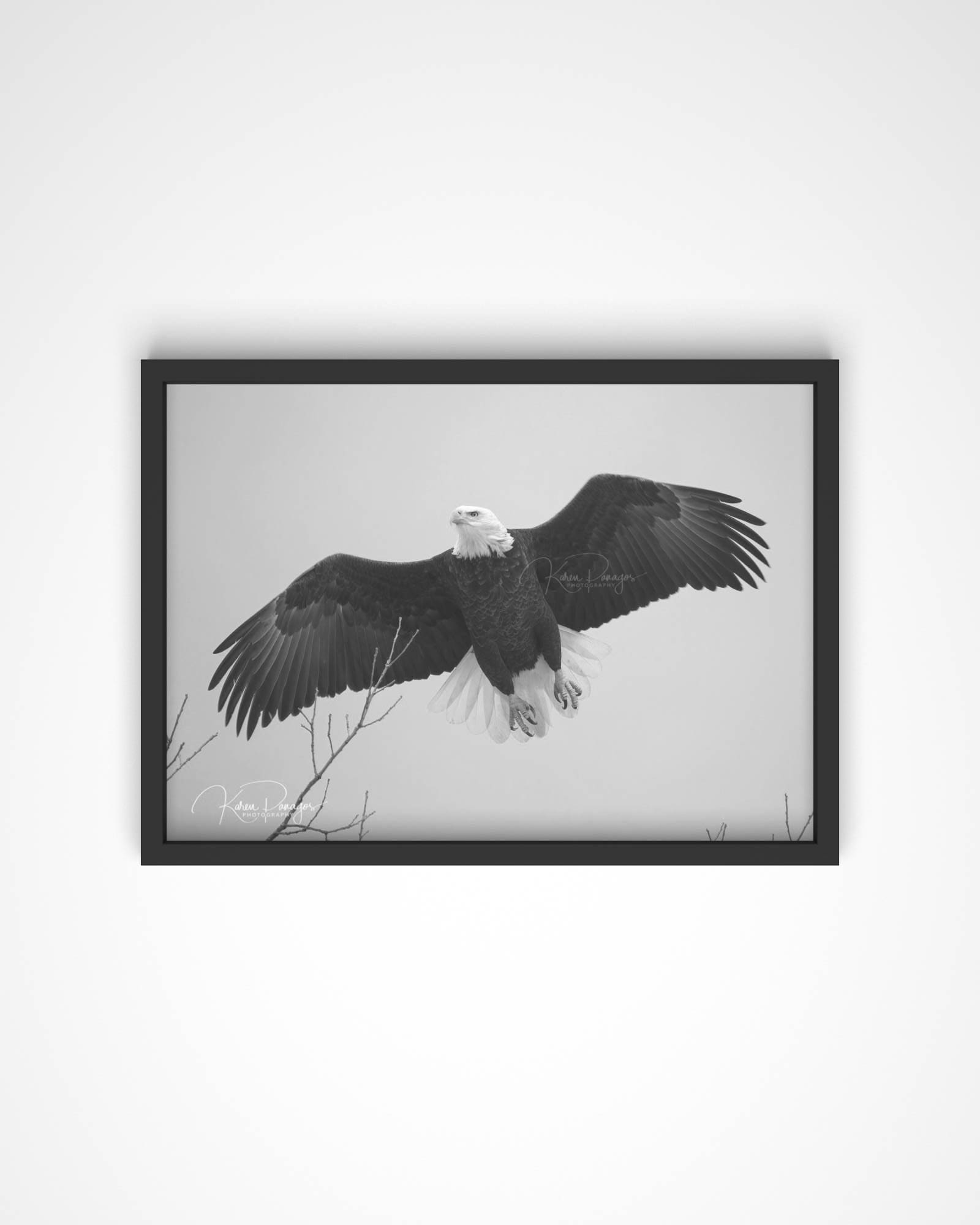 Bald Eagle Flying Print, Bird of Prey Photo, Nature Wall Art, Wildlife ...