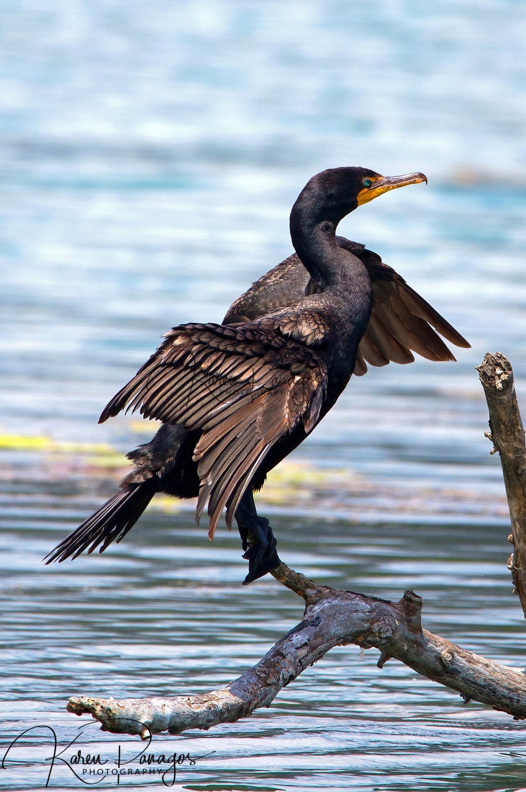 Coastal Bird Print, Bird Photography, Cormorant Photo, Wildlife Wall ...