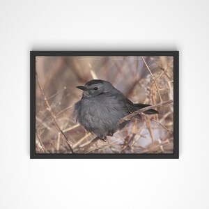 Gray Catbird Print | Bird Photography | Wildlife Photo | Catbird ...