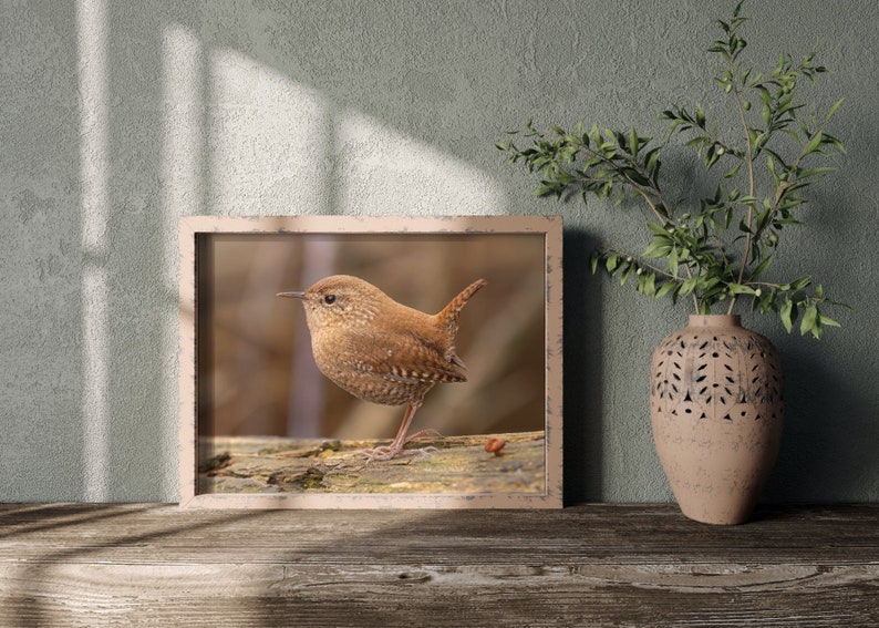Little Wren Photo, Bird Photography, Winter Wren Print, Nature ...