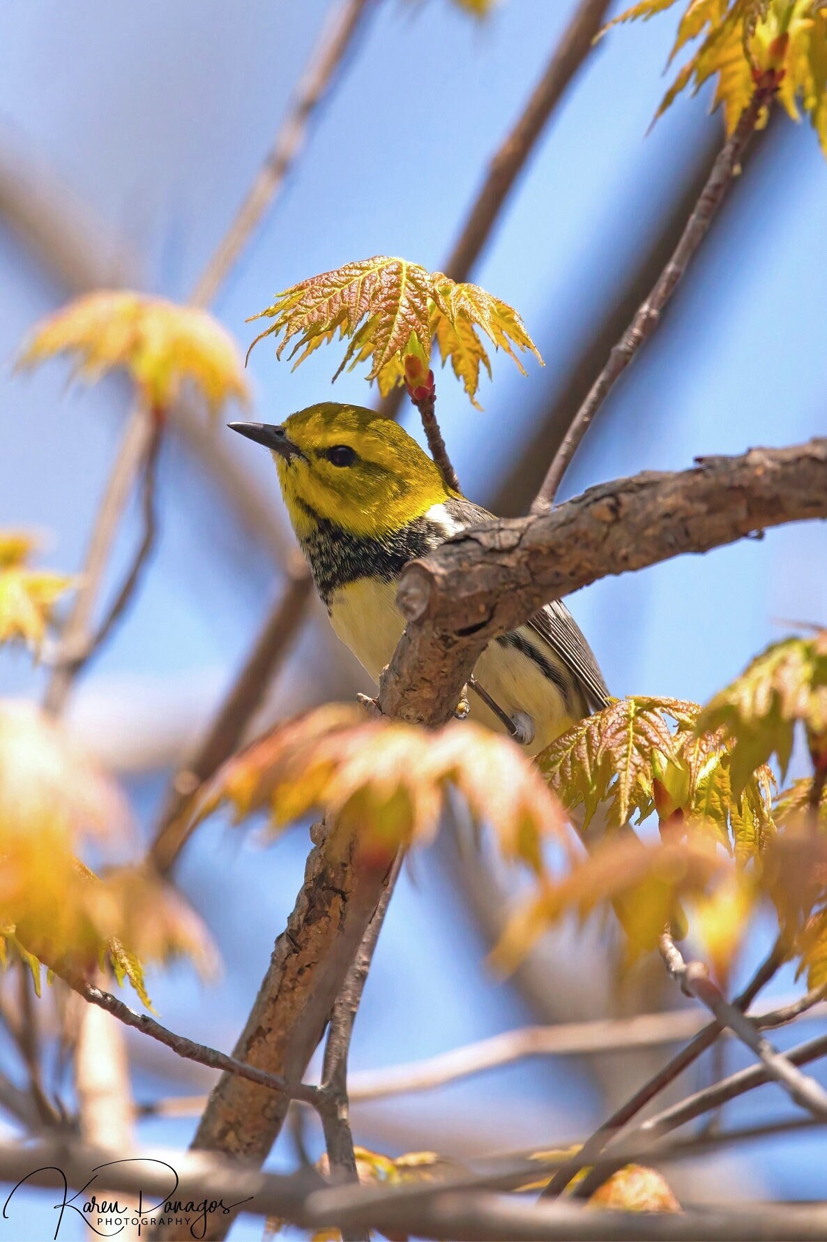 Warbler Print | Bird Photography | Black Throated Green Warbler ...