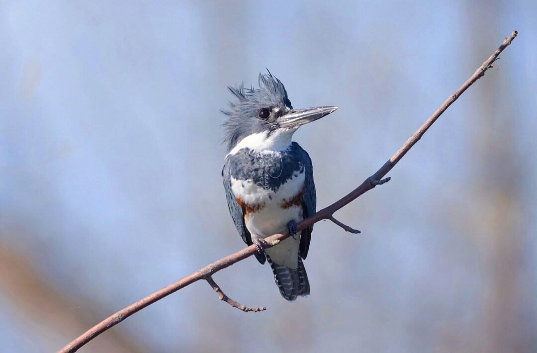Belted Kingfisher Photo | Bird Photography Print | in Black and White ...
