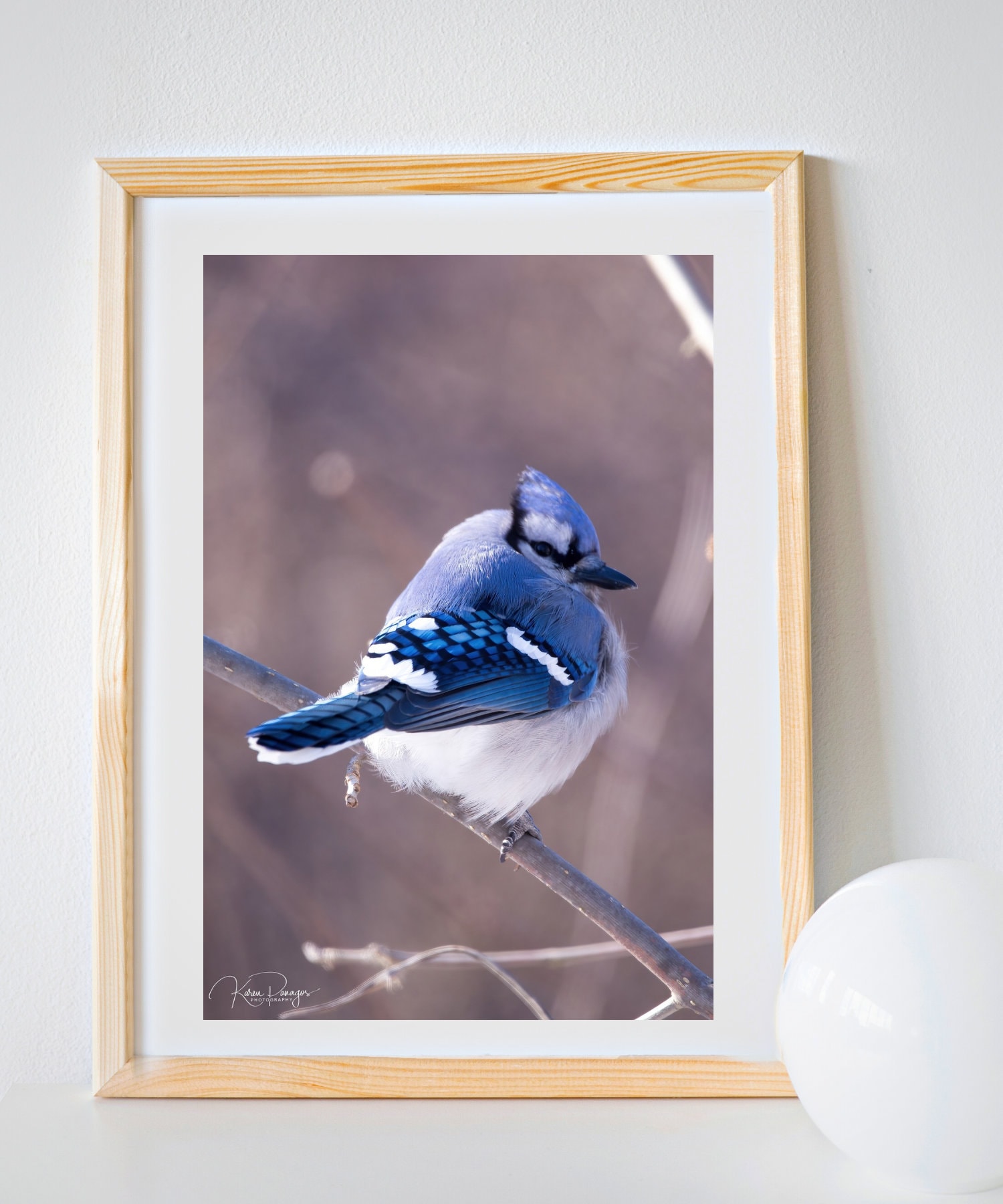 Bluejay Photograph, Bird Photography, Blue Jay Picture, Backyard ...