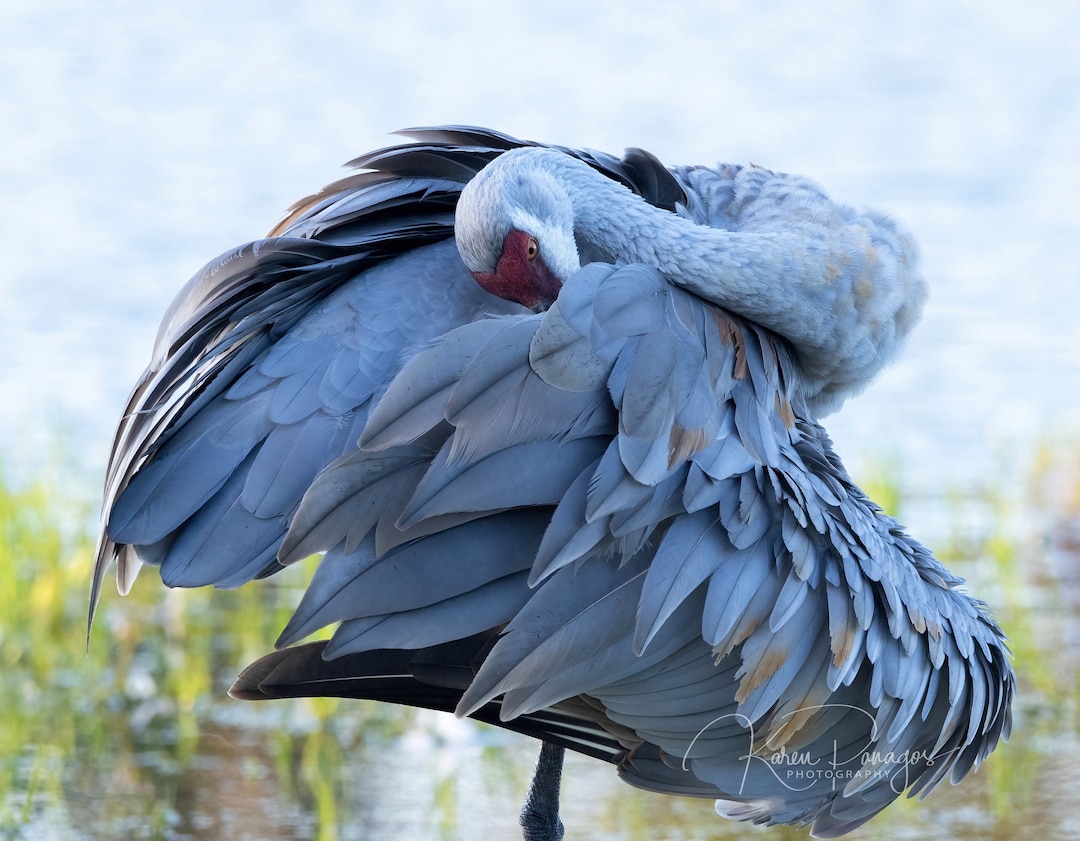 Sandhill Crane | Ready to Hang Print | Coastal Photography | Bird Photo ...