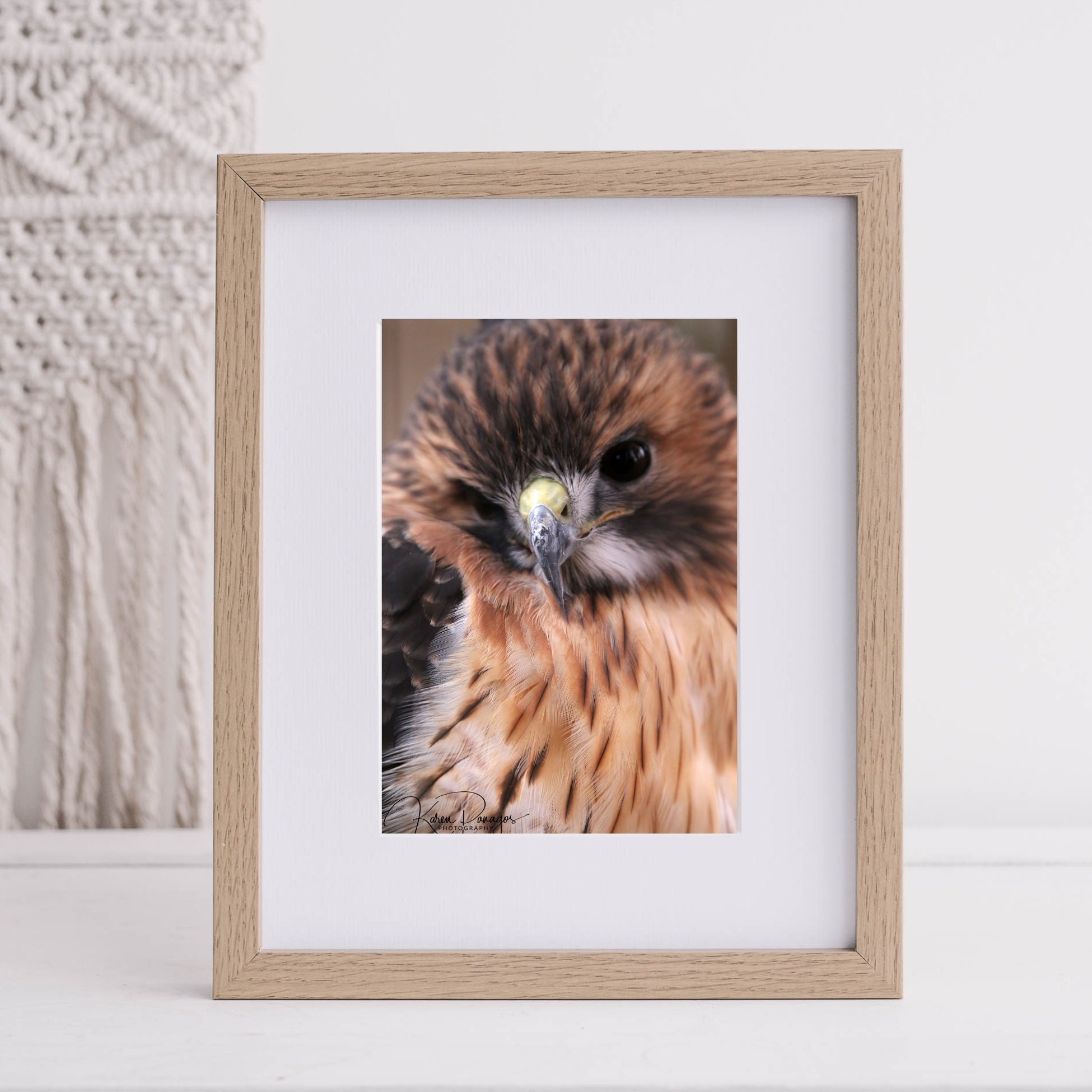 Red-tailed Hawk Photography Print, Bird of Prey Photo, Wildlife Prints ...