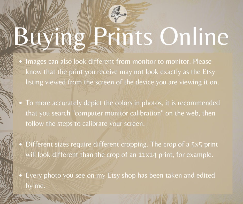 Red-tailed Hawk Photography Print, Bird of Prey Photo, Wildlife Prints ...