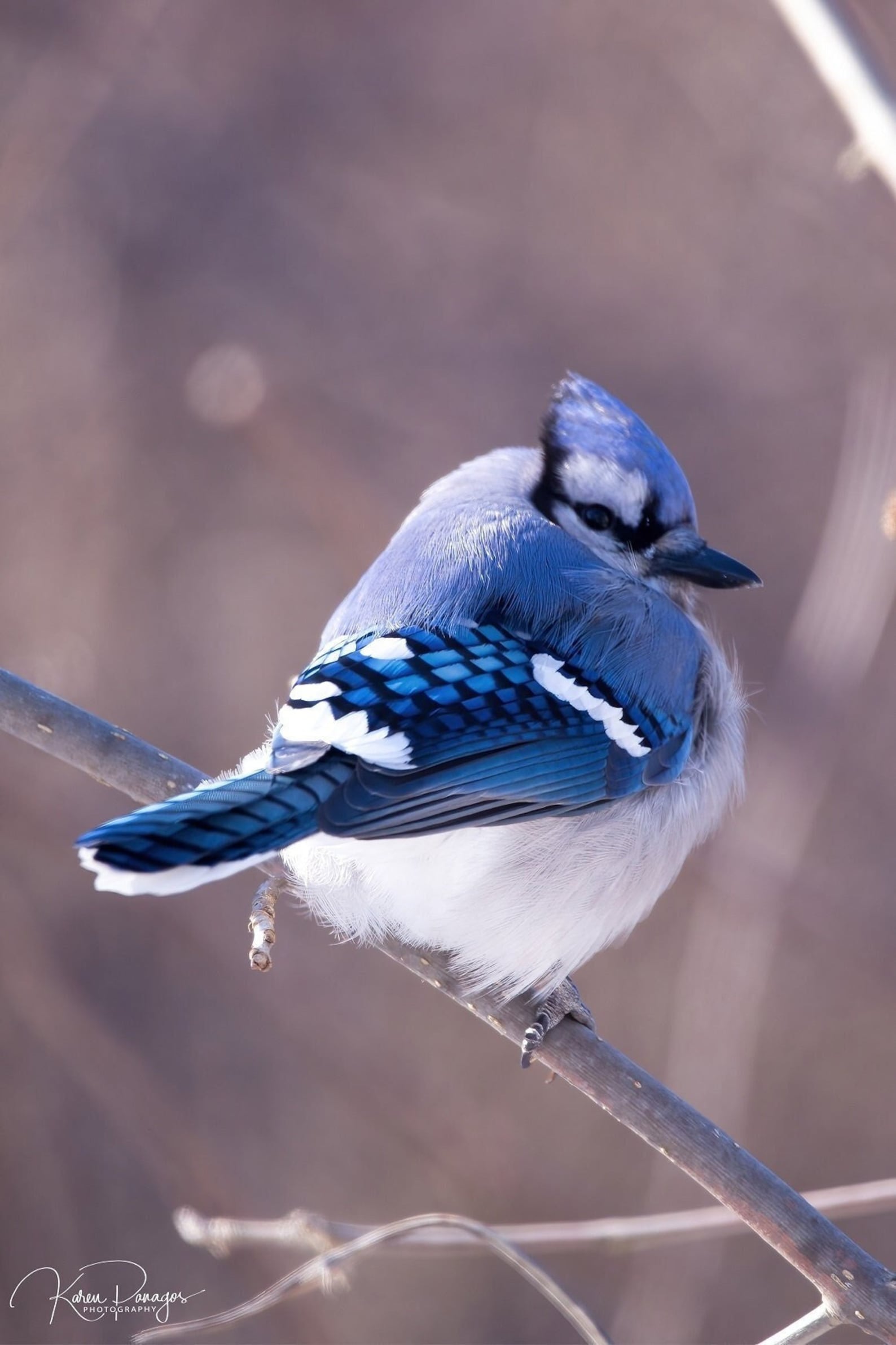 Bluejay Photograph, Bird Photography, Blue Jay Picture, Backyard ...