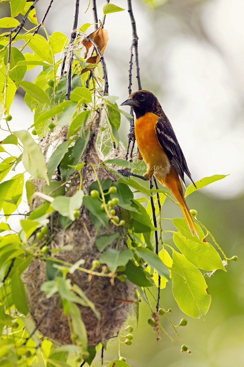 Baltimore Oriole With Nest Photo, Orange Bird Photography, Bird Nest ...