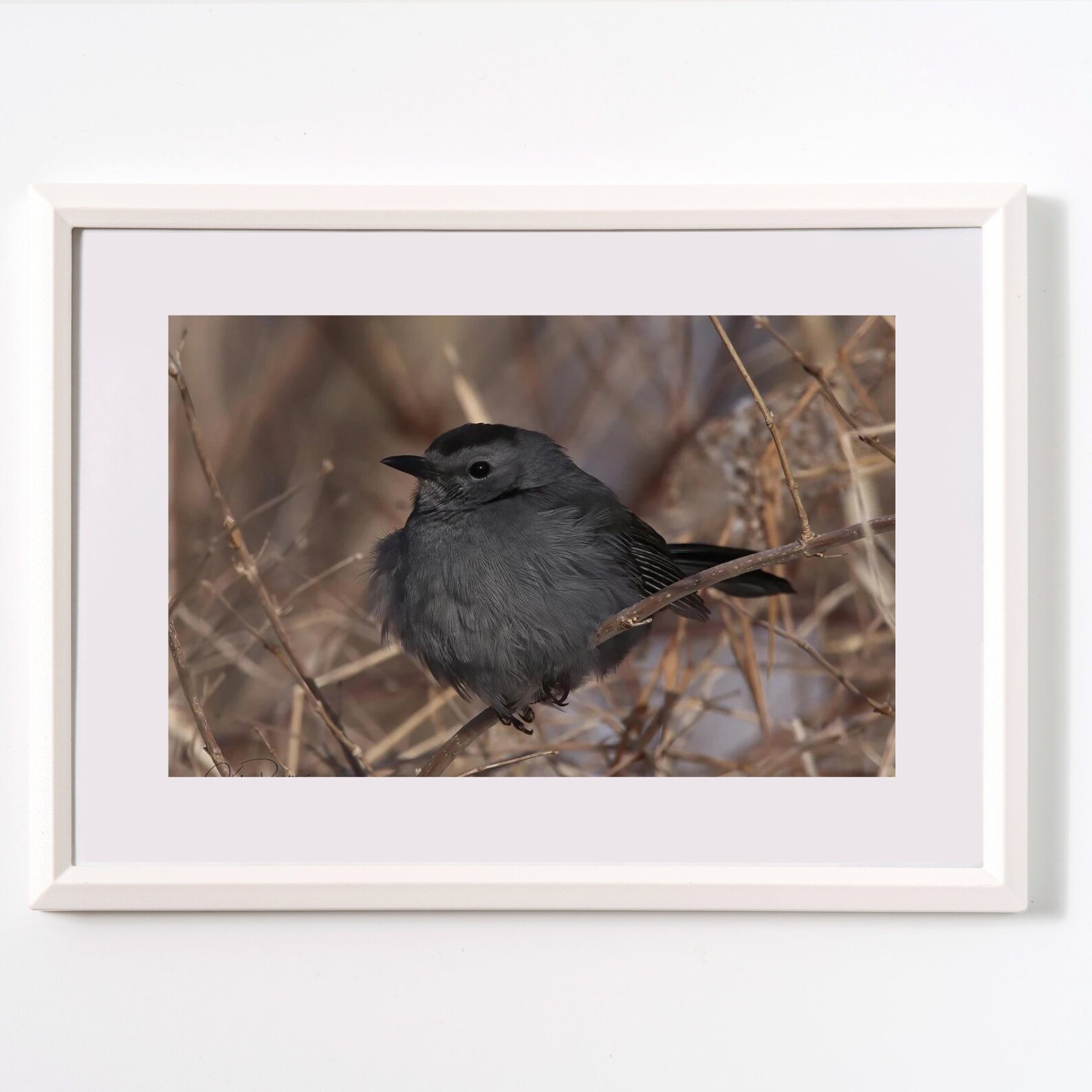 Gray Catbird Print | Bird Photography | Wildlife Photo | Catbird ...