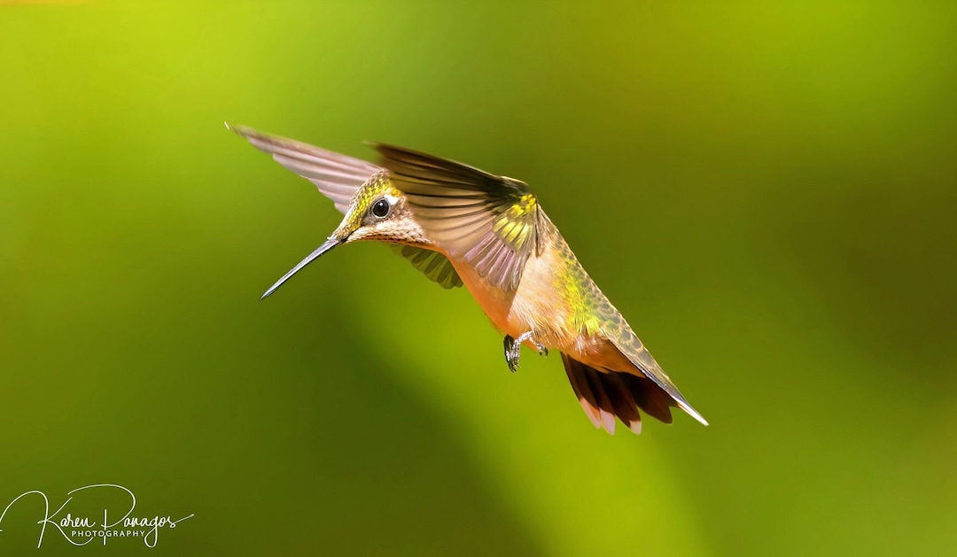 Hummingbird Photo | Ruby-throated Humming Bird Picture | Bird ...