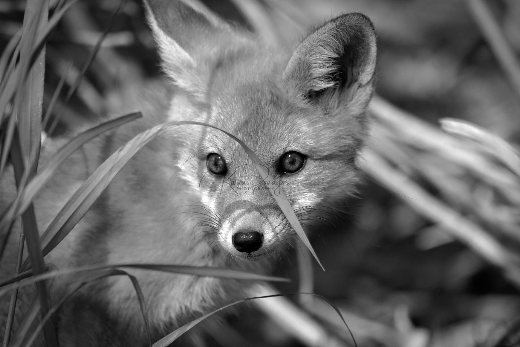Fox Photography | Black and White Print | Red Fox Photo | Wildlife ...
