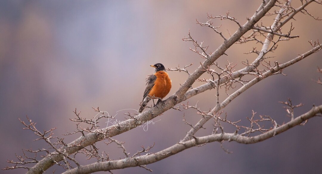 American Robin Photo, Bird Photography, Backyard Bird Picture, Robin ...