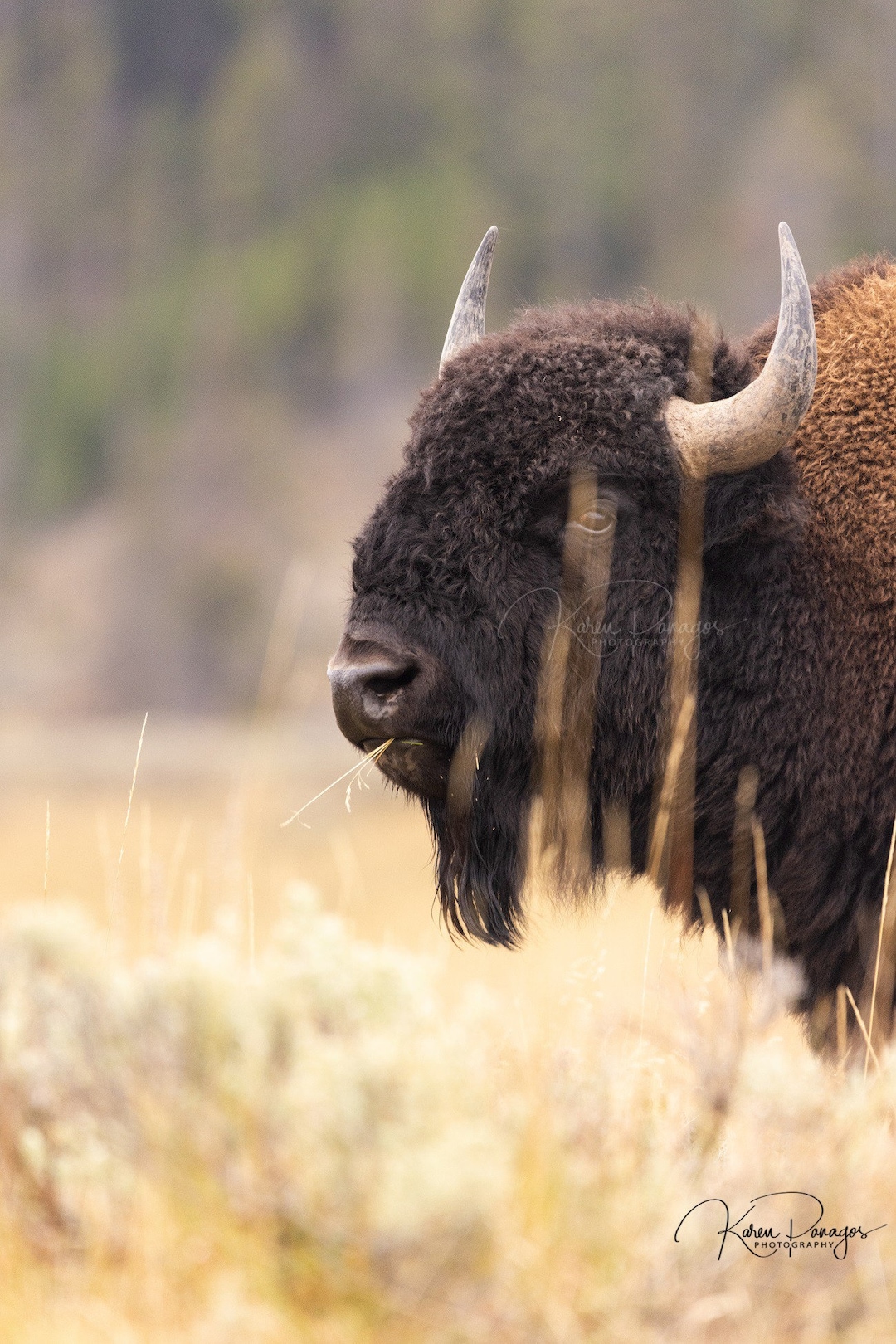 Bison Print | Black and White or Color | Buffalo Photograph ...