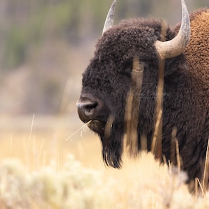 Bison Print | Black and White or Color | Buffalo Photograph ...