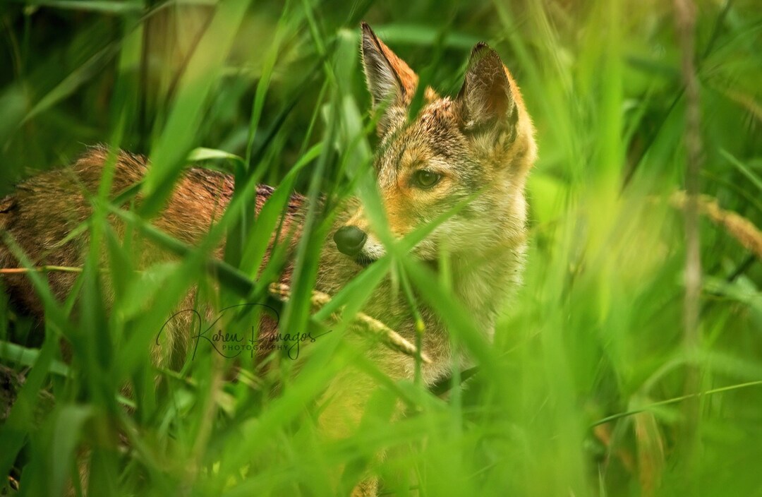 Coyote Pup Hiding Print, Wildlife Photography, Nature Photo, Lodge ...