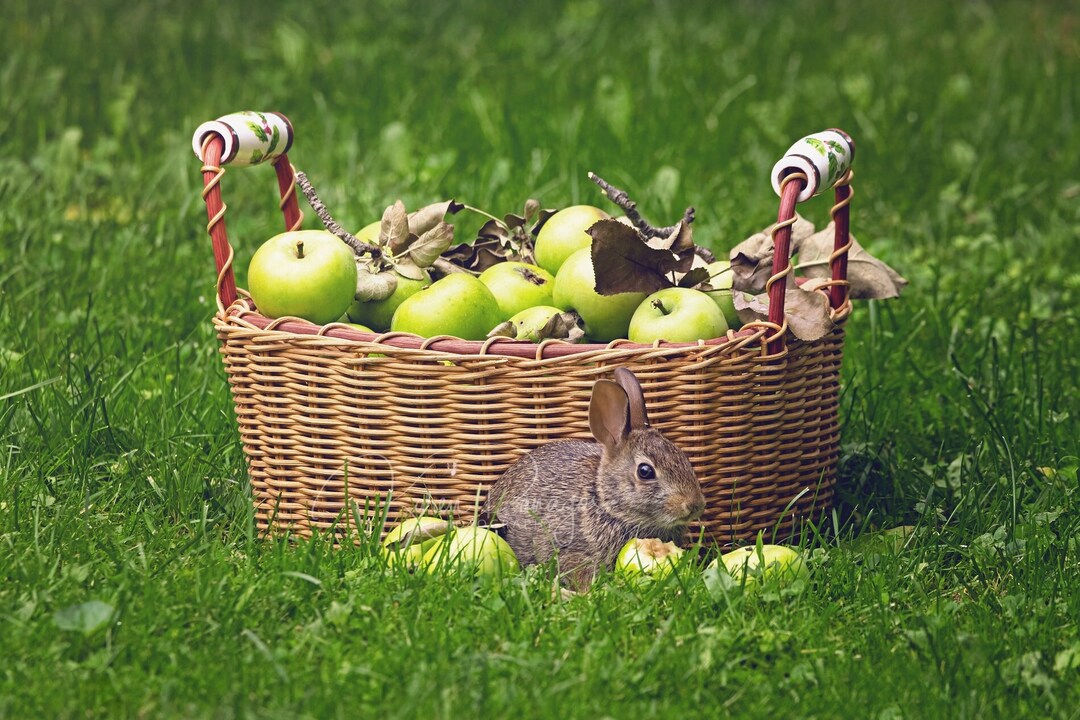Baby Rabbit Photo, Cute Bunny Picture, Springtime Wall Art, Cottagecore ...