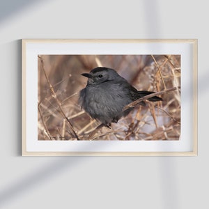 Gray Catbird Print | Bird Photography | Wildlife Photo | Catbird ...