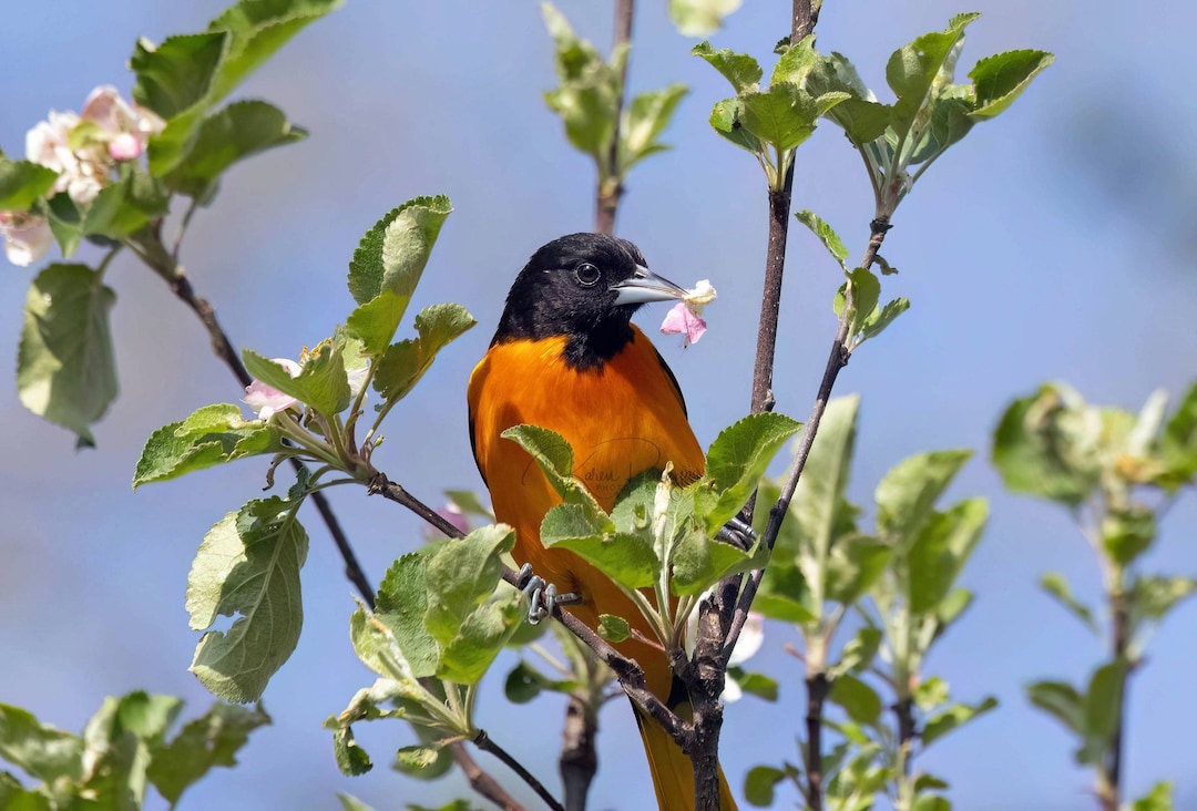 Baltimore Oriole Photo, Bird Photography, Orange Bird Print, Oriole ...