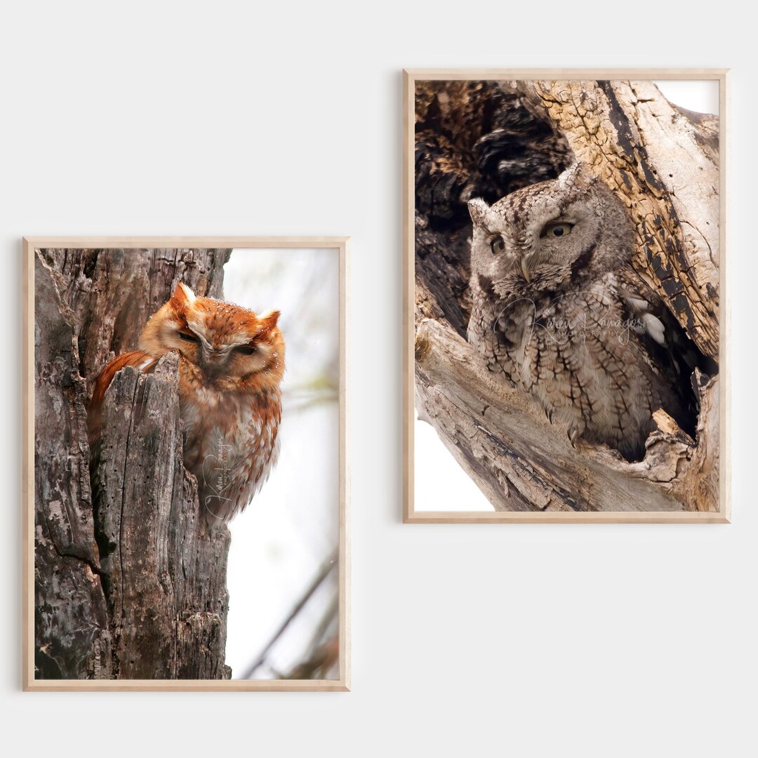 Owl Photo SET OF 2 | Two Screech Owl Photographs | Owl Print Gift Set ...