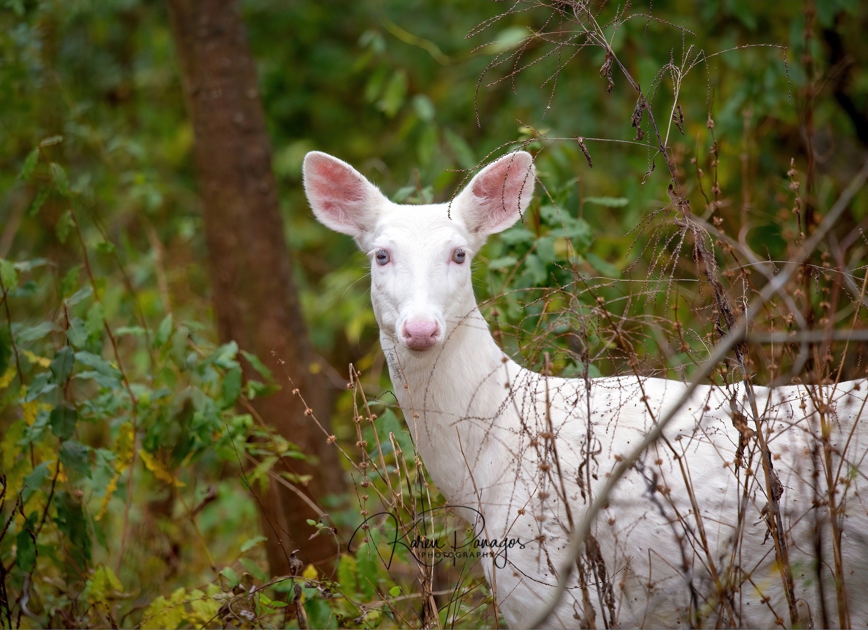 Albino White Tailed Deer