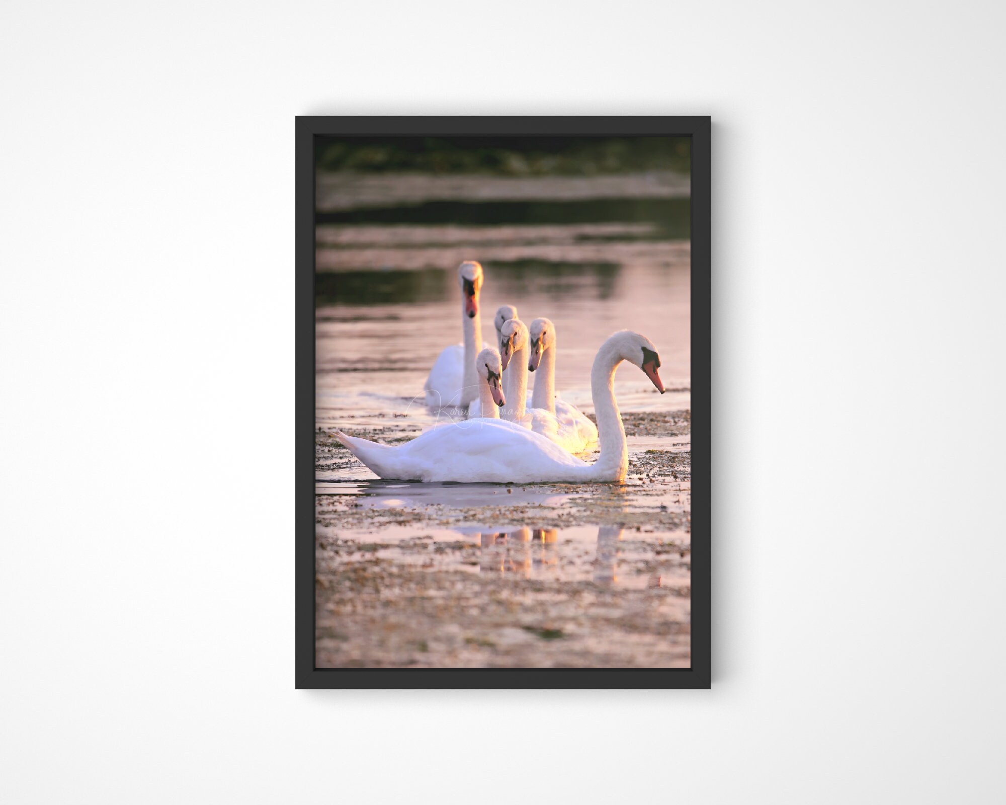 Swan Family Photo Bird Photography Swans at Sunset Swans on A Lake Wall ...
