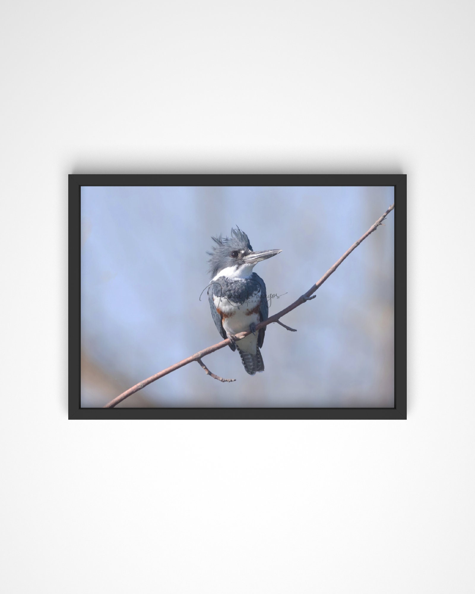 Belted Kingfisher Photo | Bird Photography Print | in Black and White ...