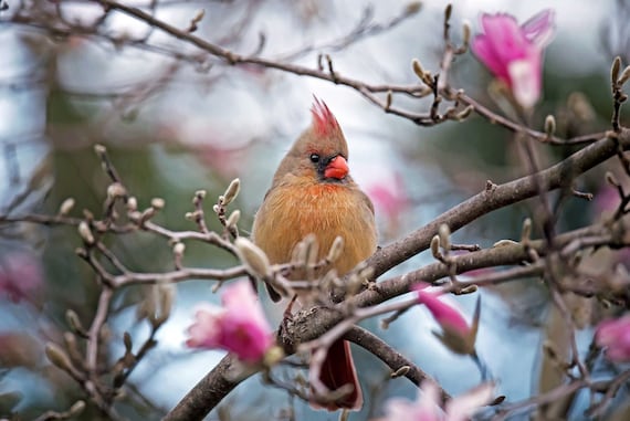 Wallpaper Spring Bird Female Cardinal
