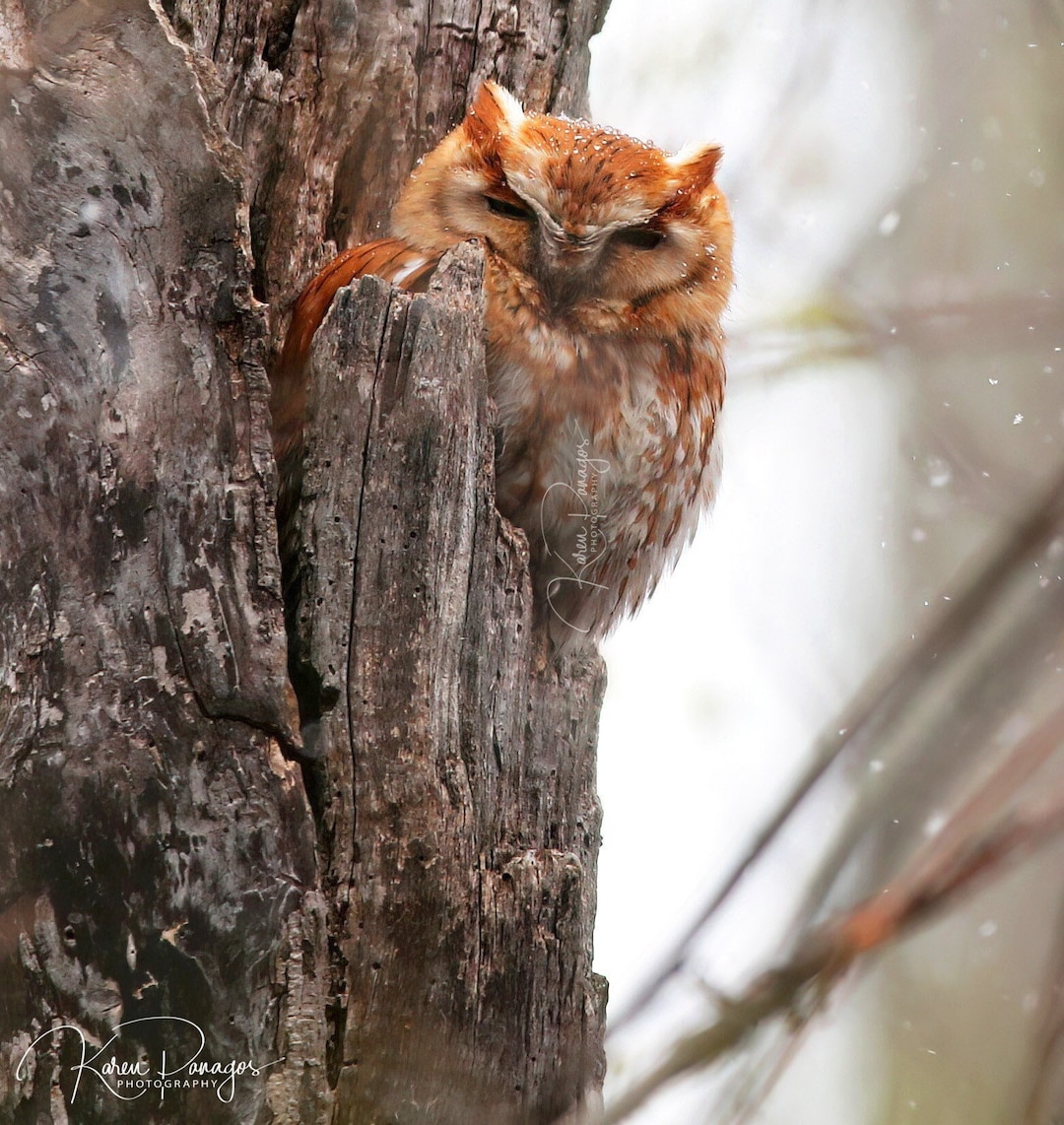 Red Eastern Screech Owl Print, Michigan Wildlife Photo, Birdwatching ...