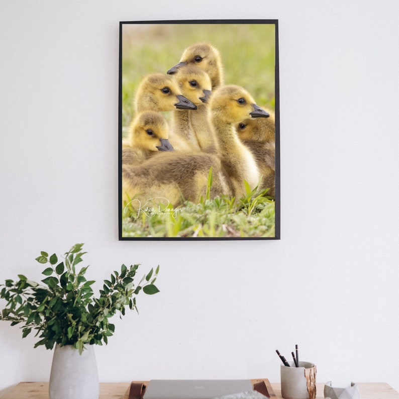 Baby Geese Print Goose Nursery Wall Art Group of Goslings Nature ...