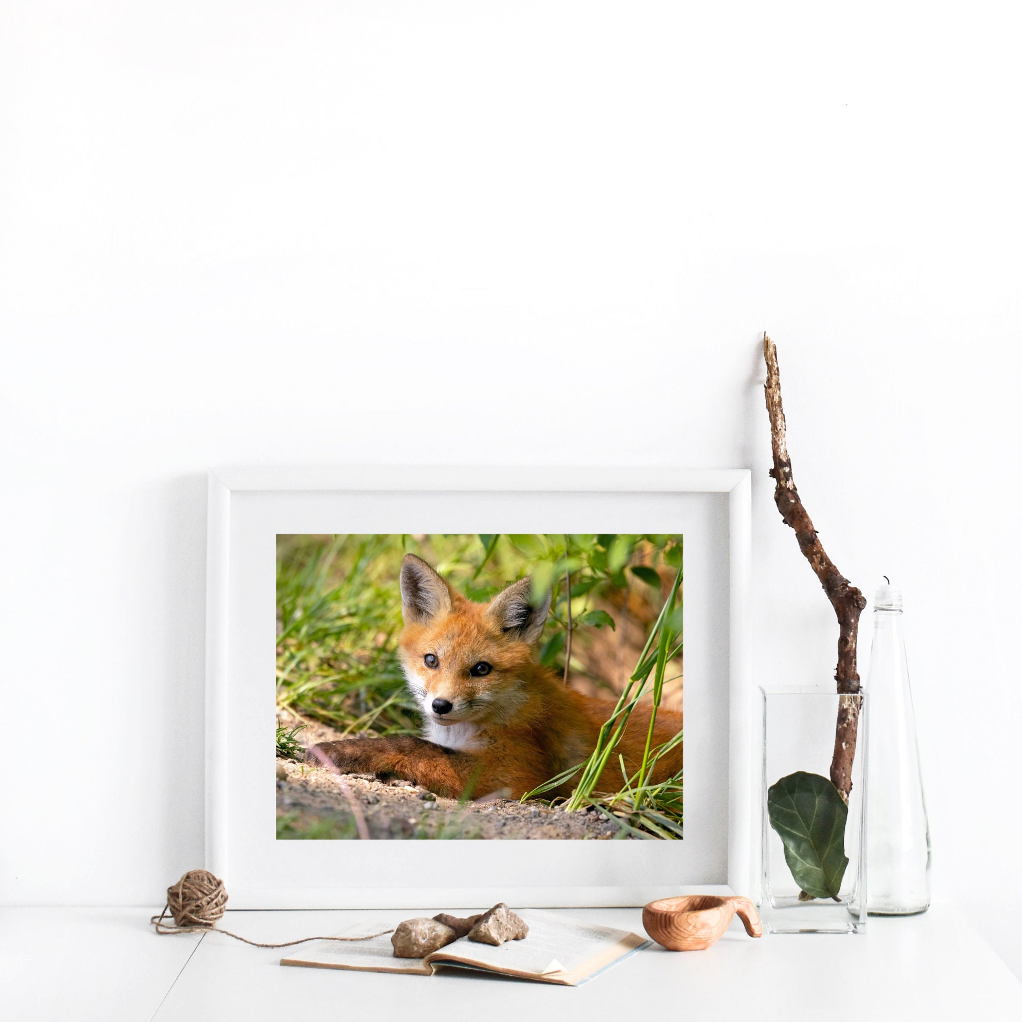 Red Fox Kit Photo Fox Print Picture Baby Animal Photo for Nursery ...