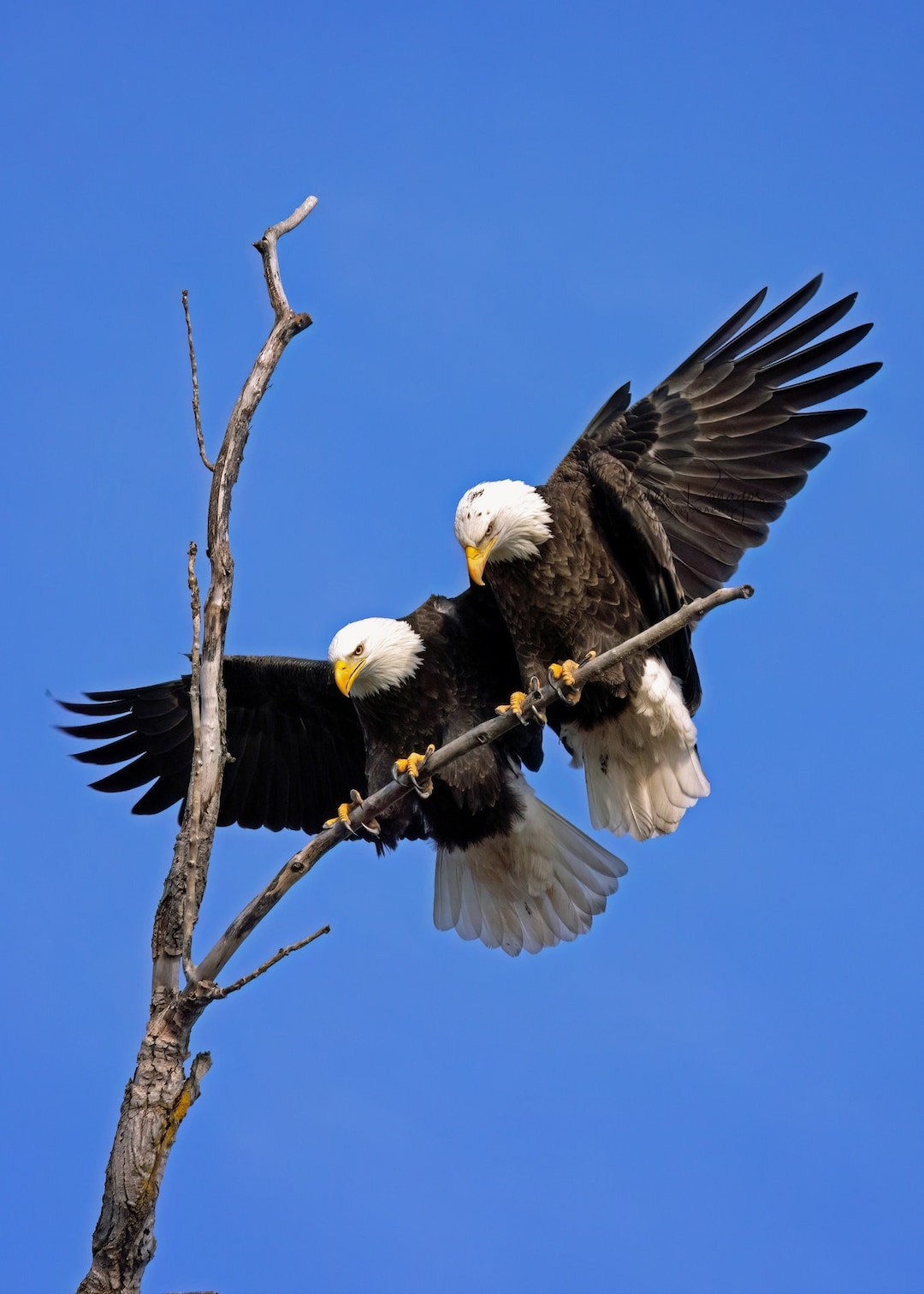 Eagle Pair Photo | Bald Eagle Photography | Birds of Prey | Two Eagles ...