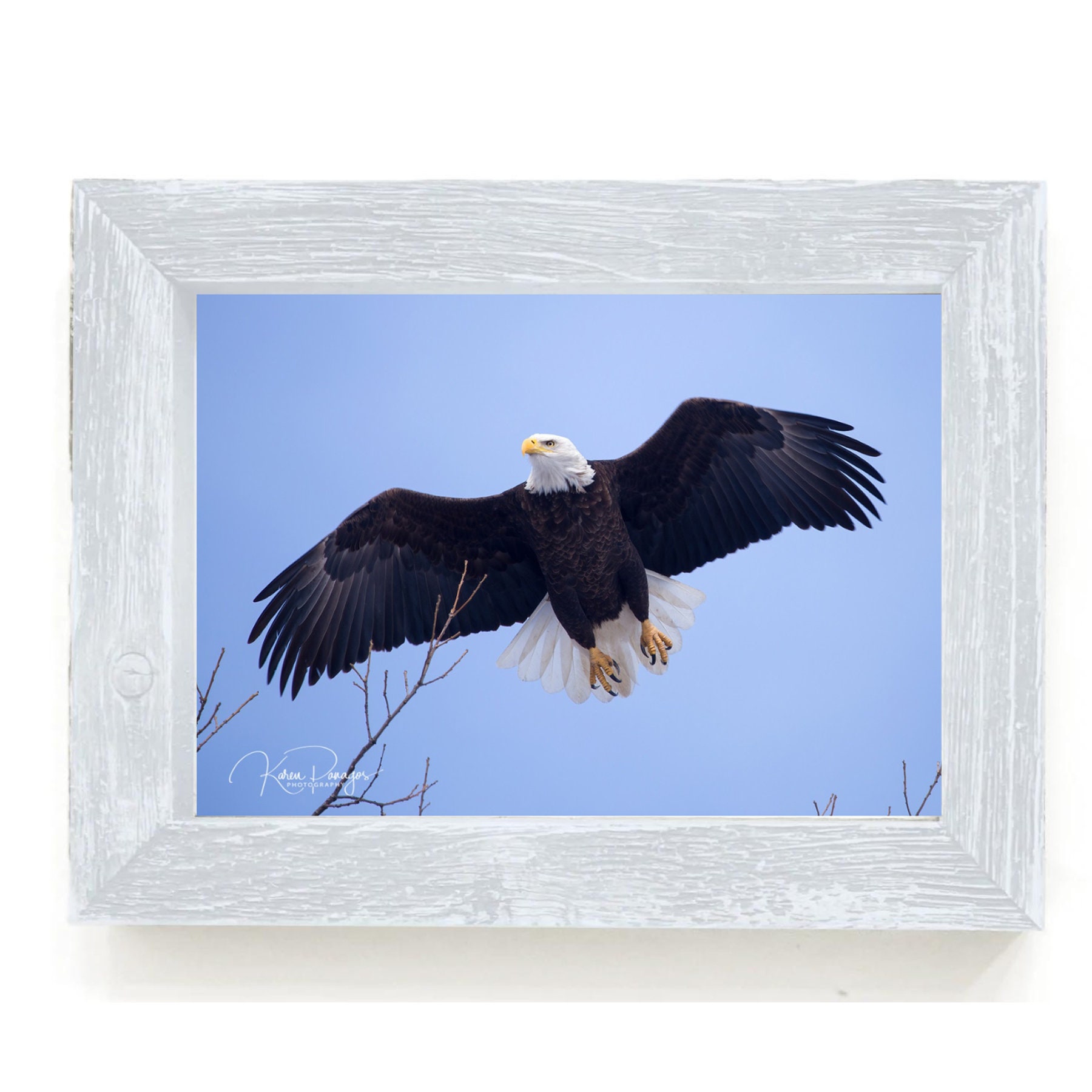 Bald Eagle Flying Print, Bird of Prey Photo, Nature Wall Art, Wildlife ...