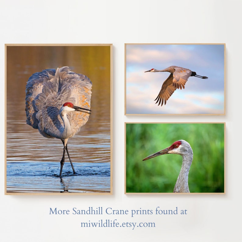 Sandhill Crane in Flight Photography | Bird Photo Print | Michigan ...