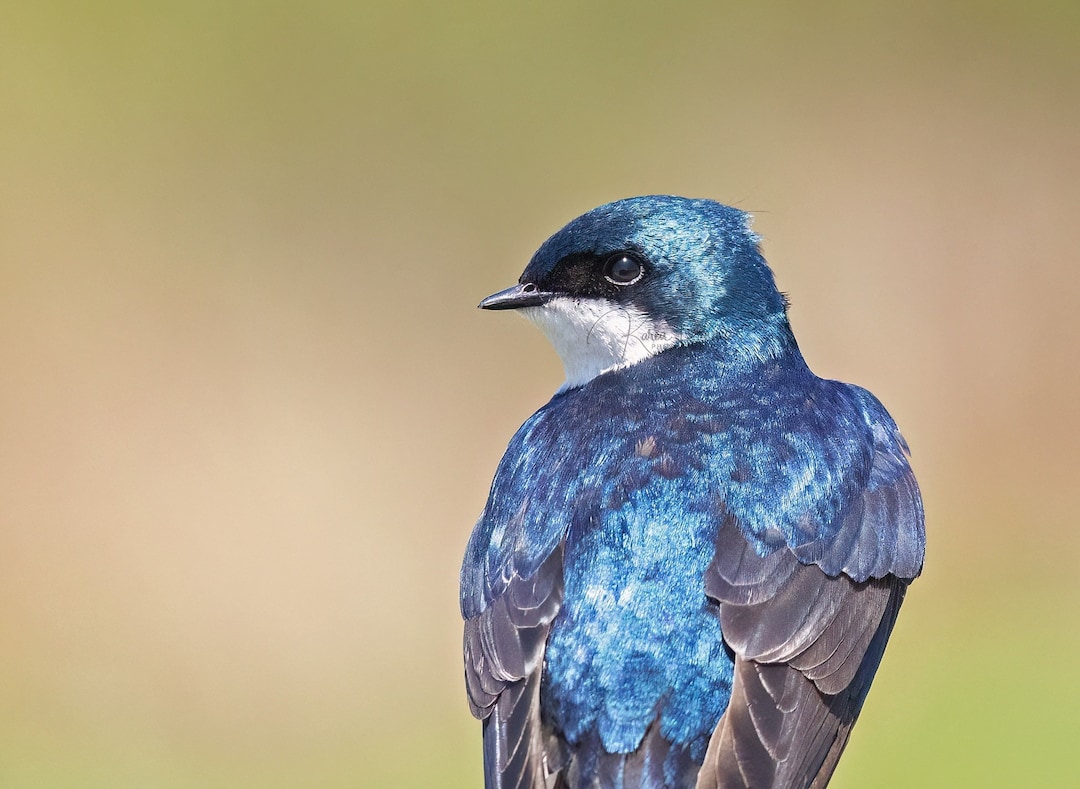 Tree Swallow Photo Print, Iridescent Blue Bird Photography, Michigan ...
