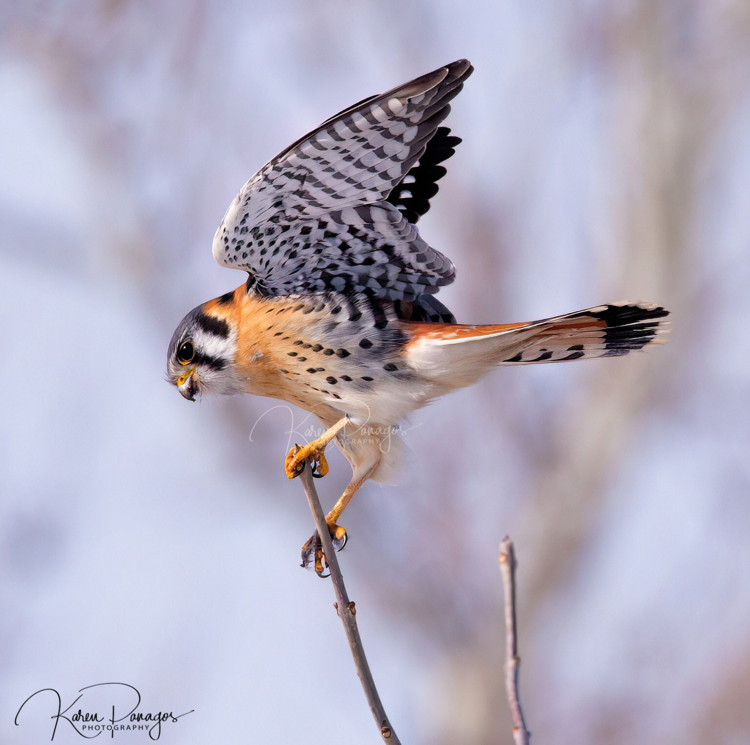 American Kestrel Stretching Its Wings Print, Falcon Photo for Your Favorite Birdwatcher ...