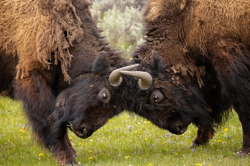 Black and White Buffalo Picture, Fighting Bison Photo, Yellowstone ...
