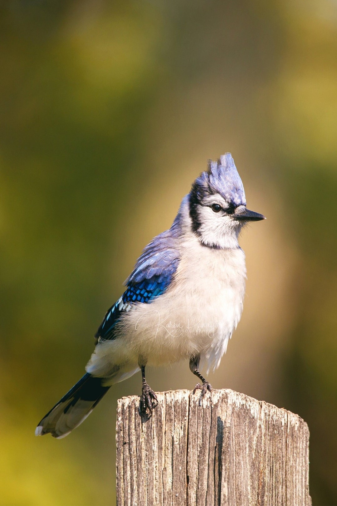 Bluejay Photo, Bird Photography, Blue Jay Picture, Unframed Photograph ...