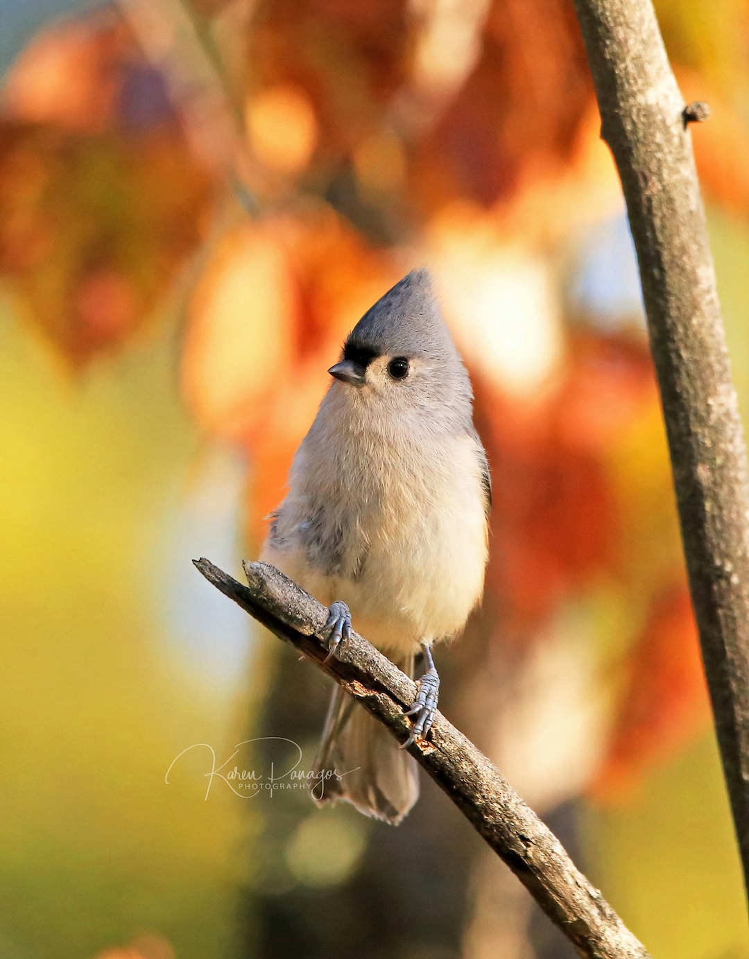Tufted Titmouse Photo Print, Bird Photography, Bird Lover Gift ...