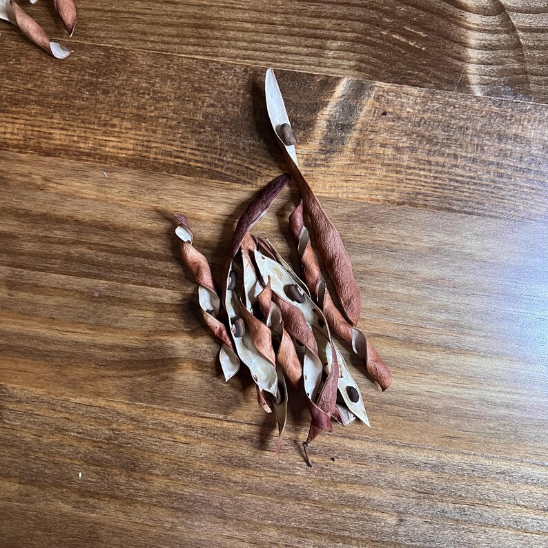Dried Natural Wisteria Pods, Floral Arrangement, Wreath Making - Etsy