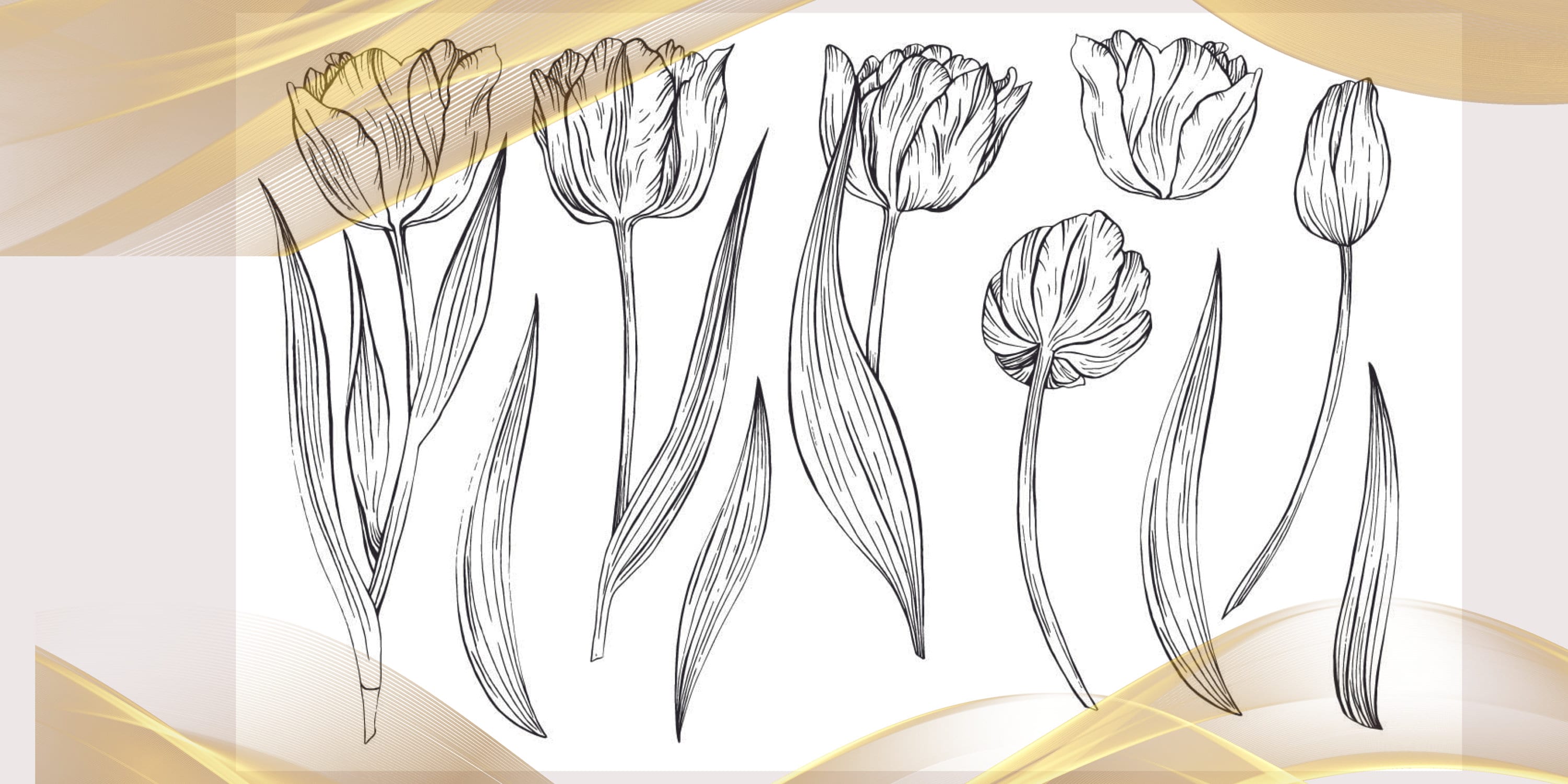 Tulip Line Art Illustrations, Tulip Line Art, Flower Line Art, Tulips ...
