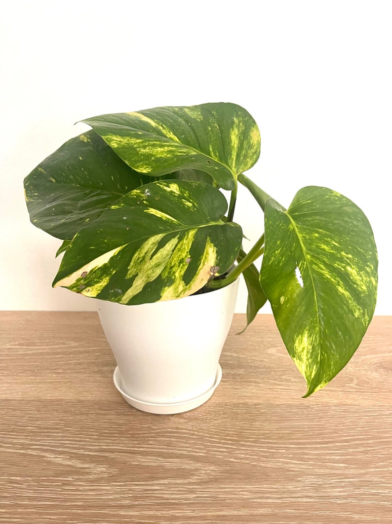 Golden Pothos/ devil's Ivy Live/house Plant - Etsy