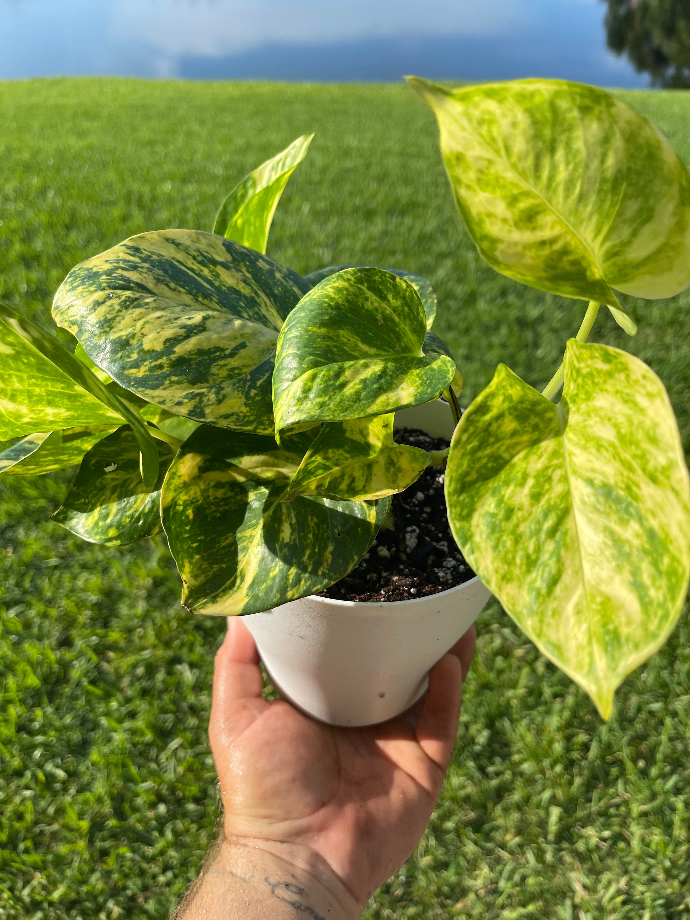 Golden Pothos/ devil's Ivy Live/house Plant - Etsy